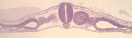 MICROSCOPIC HISTOLOGY IMAGES - GENERAL EMBRYOLOGY