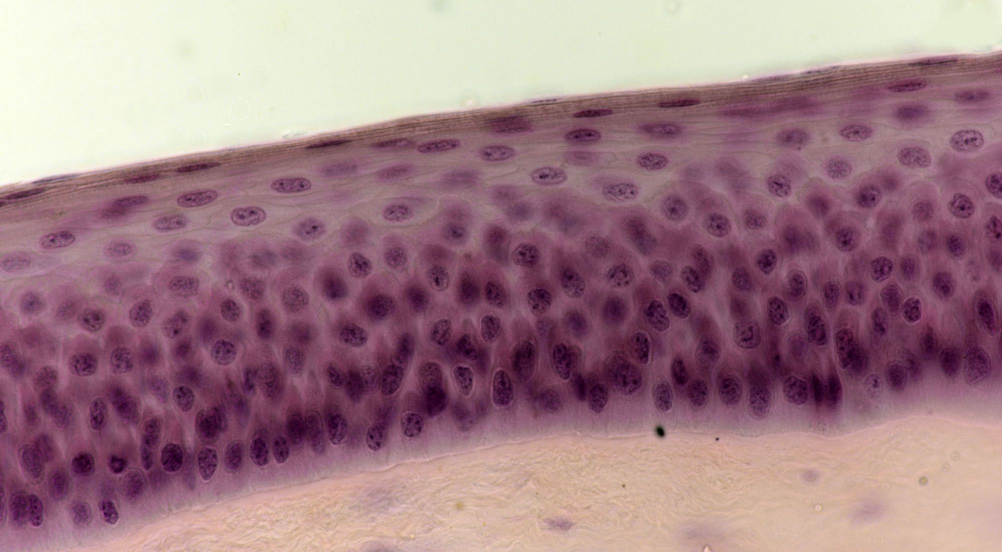MICROSCOPIC HISTOLOGY IMAGES - EPITHELIAL TISSUE