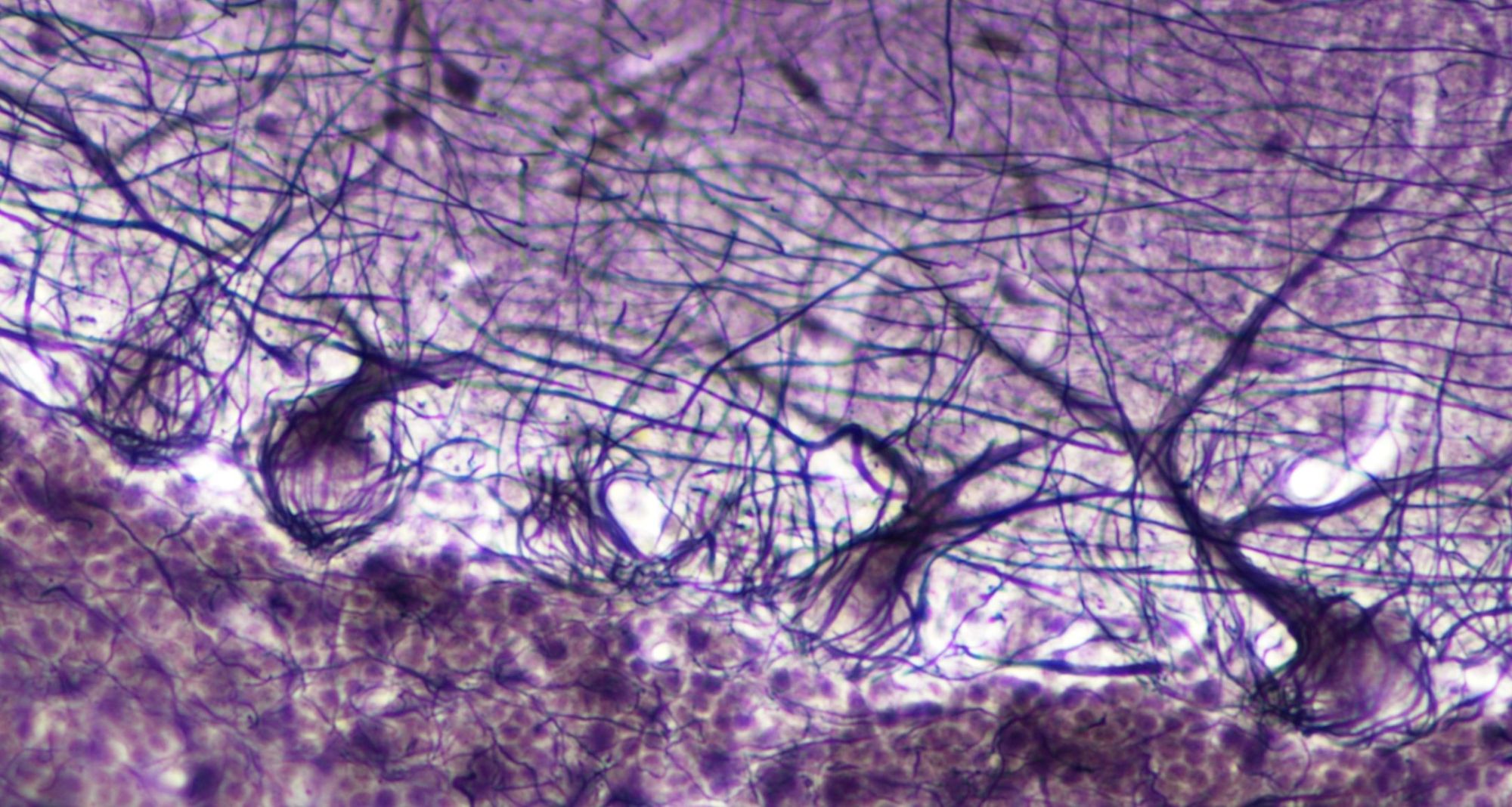 MICROSCOPIC HISTOLOGY IMAGES - NERVOUS SYSTEM - CEREBELLAR CORTEX